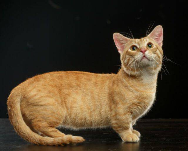 Nanismo del gatto: segnali, cause e razze di gatti sempre piccoli