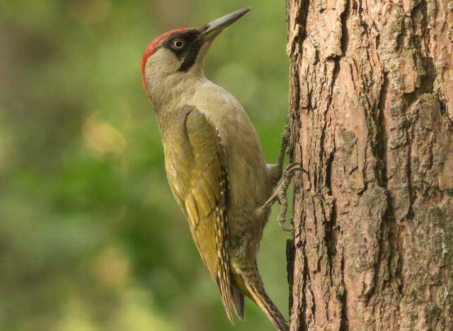 Curiosità sul picchio: un uccello che (forse) non ha mai mal di testa