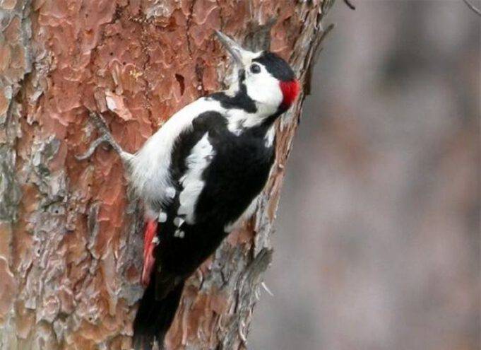 Curiosità sul picchio: un uccello che (forse) non ha mai mal di testa
