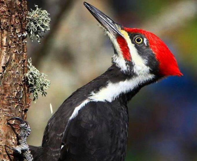 Curiosità sul picchio: un uccello che (forse) non ha mai mal di testa