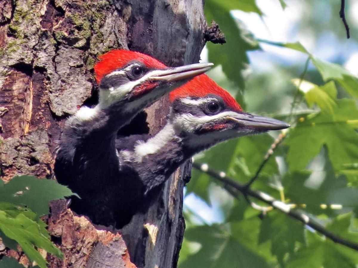 Curiosità sul picchio: un uccello che (forse) non ha mai mal di testa