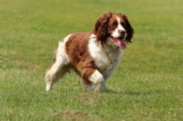 Springer spaniel inglese: uno splendido cane da caccia pieno di energia