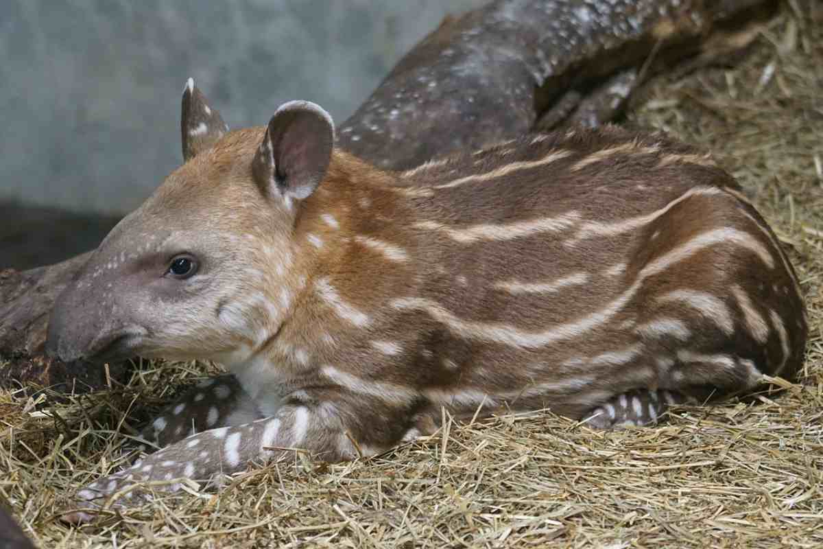 Caratteristiche del tapiro: tutte le curiosità e perché è così famoso