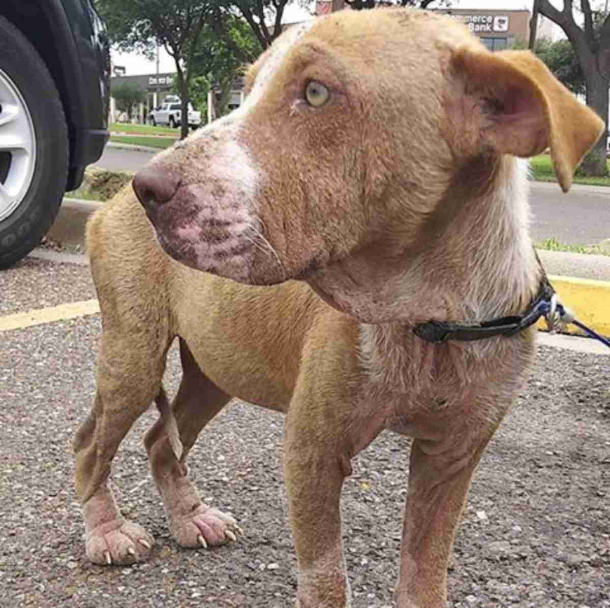 Conosceva solo l'indifferenza, cane randagio viene salvato da un bambino