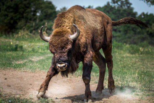 Bisonte: cosa mangia, dove vive, caratteristiche e curiosità sul ruminante