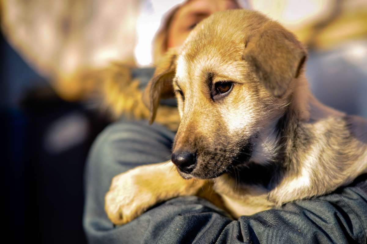 Come prendersi cura di un cane abbandonato: i consigli principali