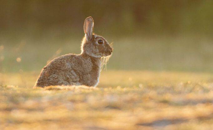 Coniglio selvatico: caratteristiche, alimentazione, salute di questo ...