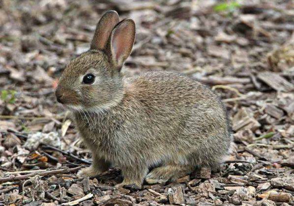 Coniglio selvatico: caratteristiche, alimentazione, salute di questo ...