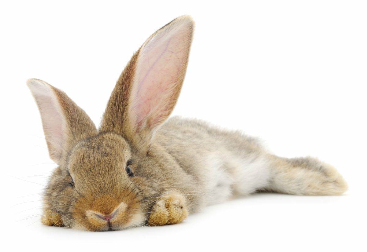 Il coniglio si sente solo: segnali, cause e come aiutarlo