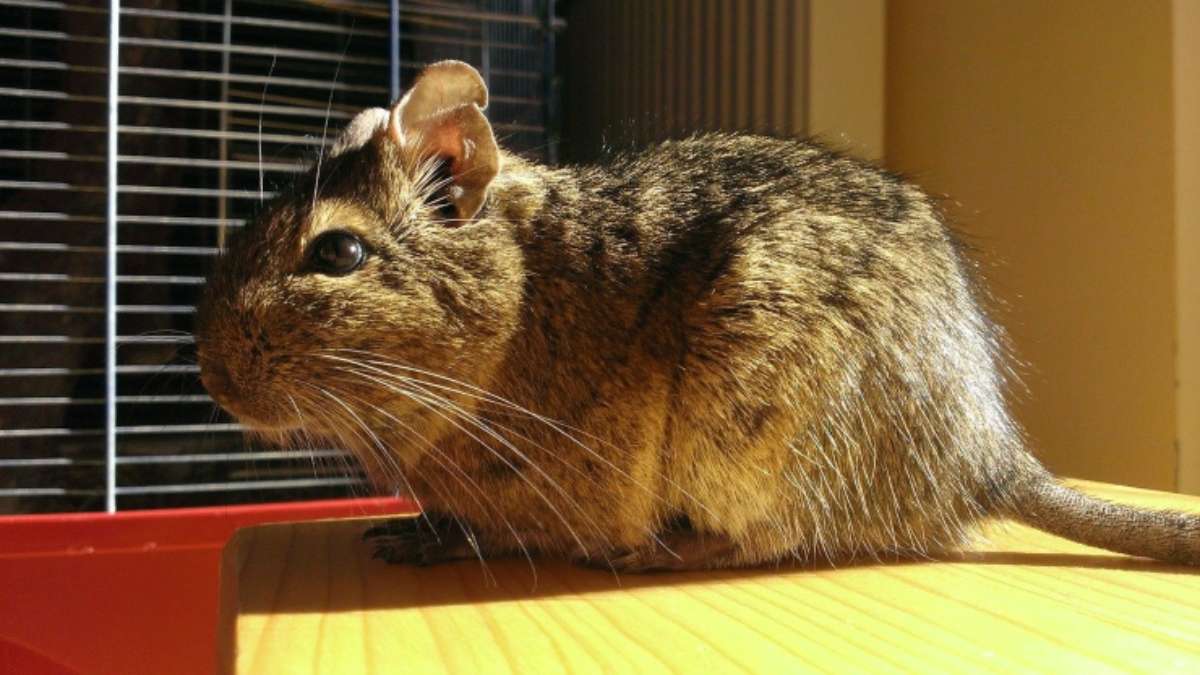 Il Degu: le caratteristiche, l'habitat e l'alimentazione
