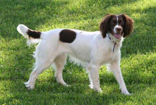 Springer spaniel inglese: uno splendido cane da caccia pieno di energia