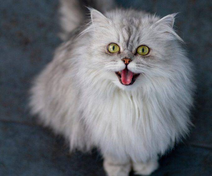 Gatto Persiano: carattere, prezzo, cuccioli, salute, alimentazione