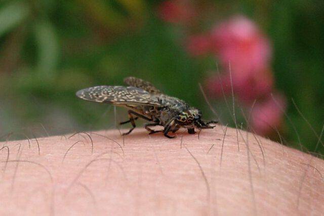 Punture di insetti negli umani: come comportarsi e quali rischi ci sono