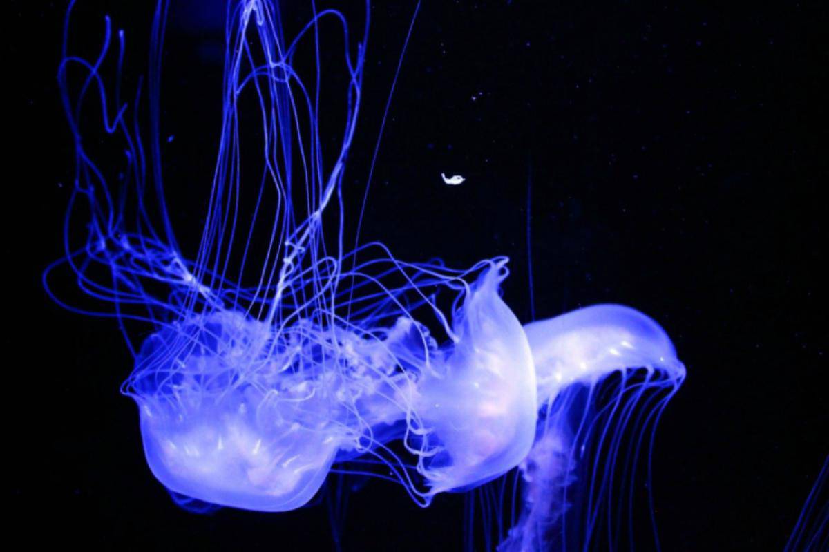 Pesci che si illuminano: particolarità e curiosità su queste creature