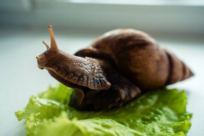 La bava della lumaca: cos'è, da dove esce e le proprietà