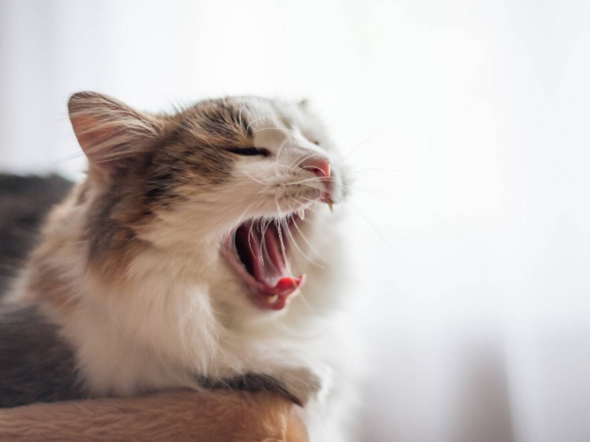Malattia laringea nel gatto: cause, sintomi e trattamento