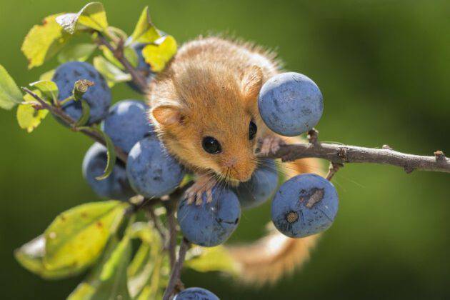 Moscardino: caratteristiche, habitat e alimentazione