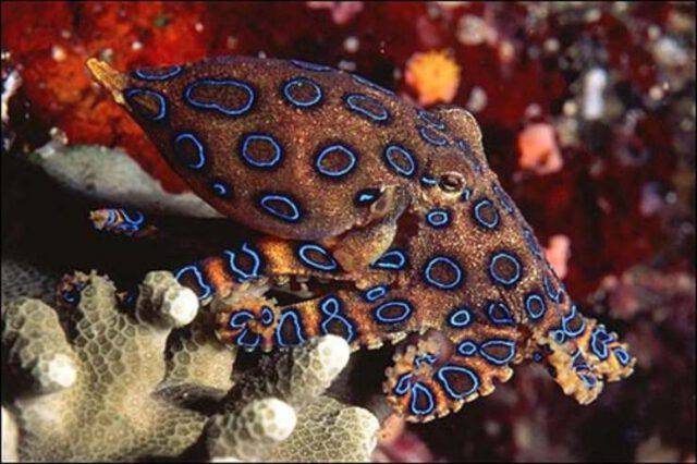 Animali di colore blu: caratteristiche e curiosità dei più strani