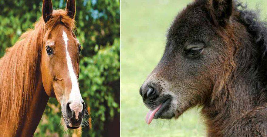 Vita media di un cavallo o un pony: la differenza di età