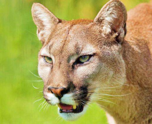 Il puma: cosa mangia, dove vive, caratteristiche e curiosità