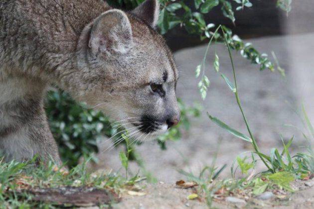 Il puma: cosa mangia, dove vive, caratteristiche e curiosità