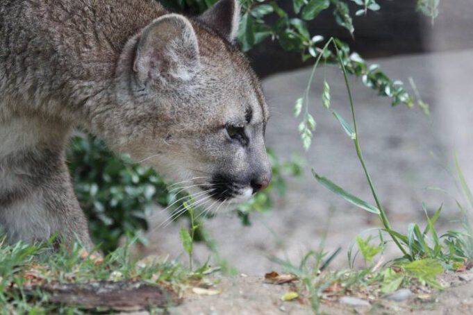 Il puma: cosa mangia, dove vive, caratteristiche e curiosità