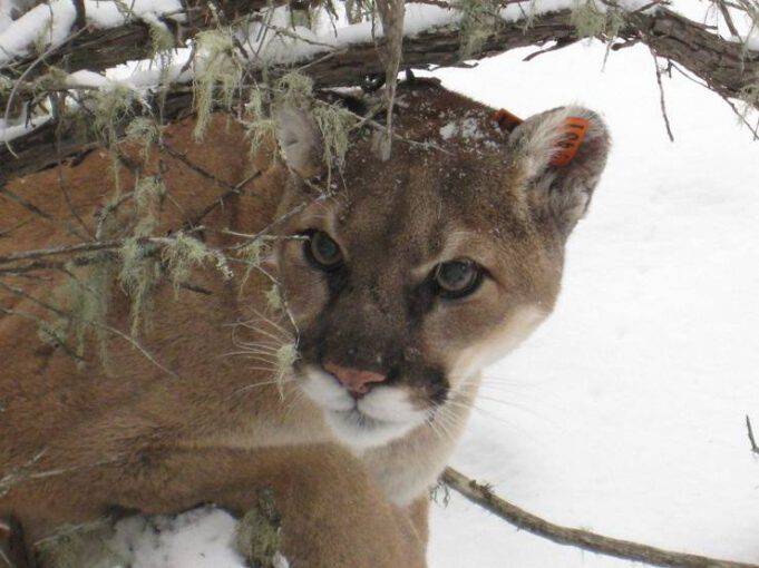 Il puma: cosa mangia, dove vive, caratteristiche e curiosità