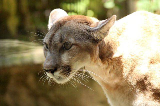 Il puma: cosa mangia, dove vive, caratteristiche e curiosità