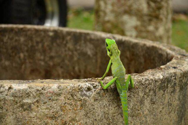 Ramarro: le caratteristiche, l'habitat e l'alimentazione