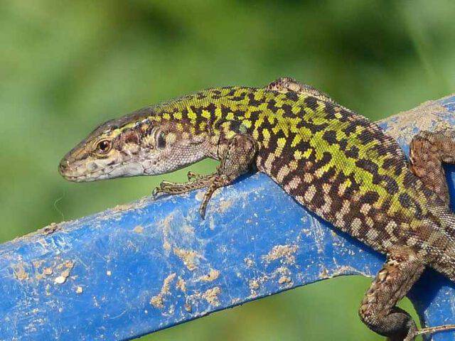 Ramarro: le caratteristiche, l'habitat e l'alimentazione