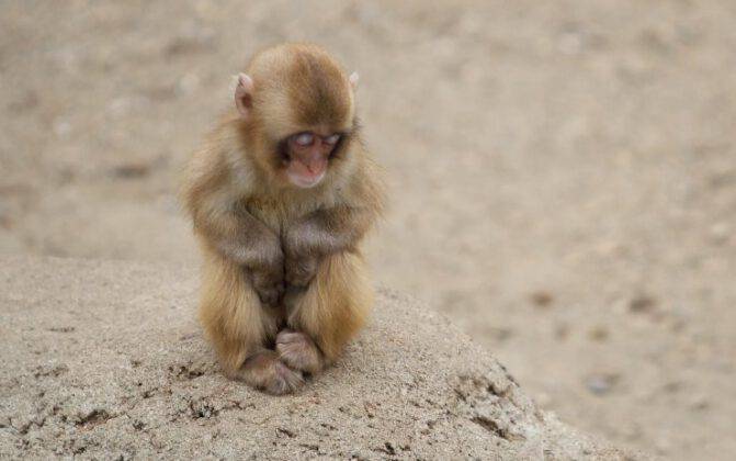 Scimmia domestica: cosa sapere, regole e divieti per adottarne una