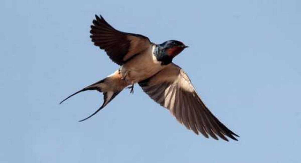 Rondini: tutti i pericoli e le minacce per questa specie