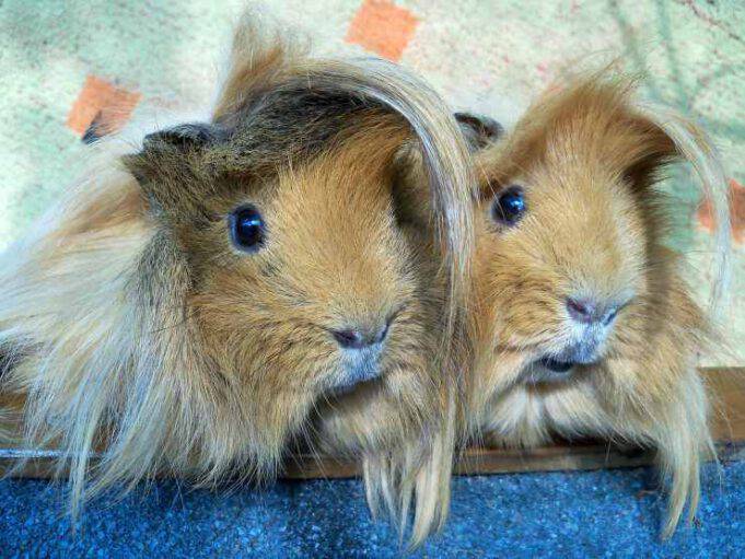Cavia peruviana come animale domestico: curiosità, notizie e accessori