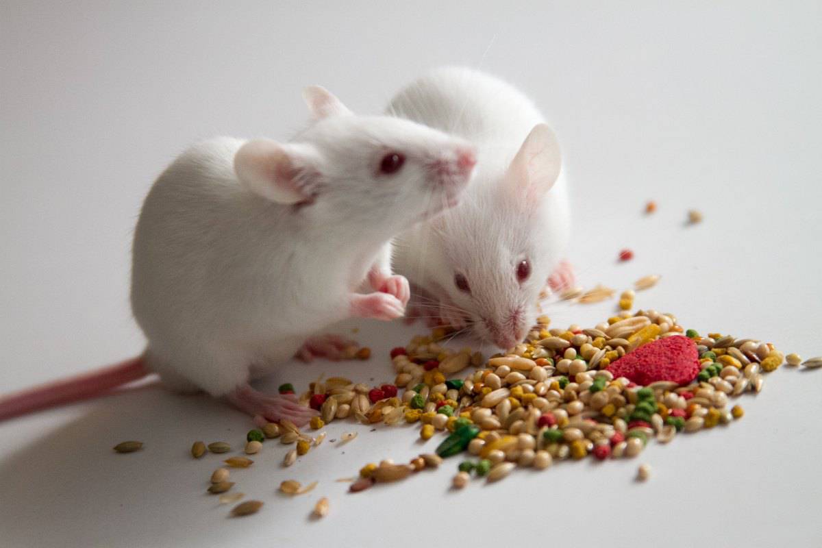 In vacanza con i topolini domestici: lasciarli a casa o portarli con noi