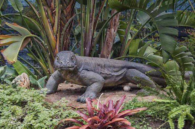 Il Varano: le caratteristiche, l'habitat e l'alimentazione