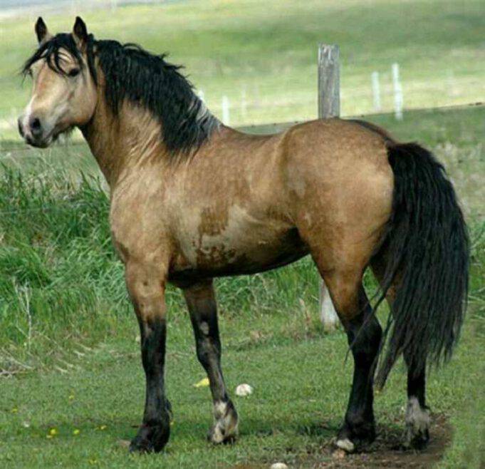 Razze di cavalli inglesi: dal purosangue inglese al Welsh pony