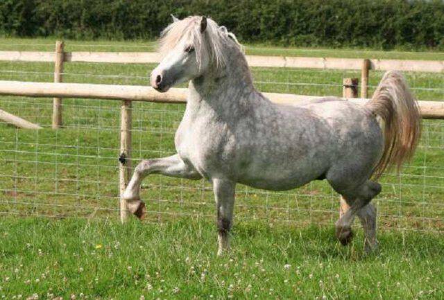 Razze di cavalli inglesi: dal purosangue inglese al Welsh pony