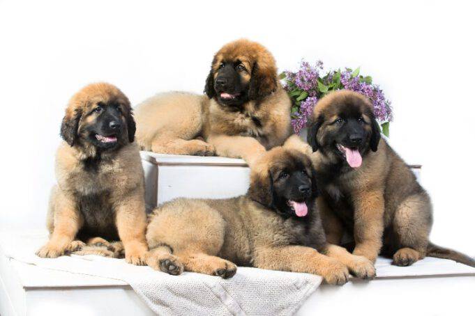 Leonberger scheda razza cane da guardia e per la famiglia