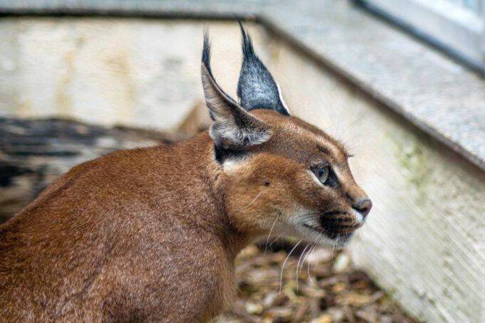 Il caracal: cosa mangia, dove vive, caratteristiche e curiosità