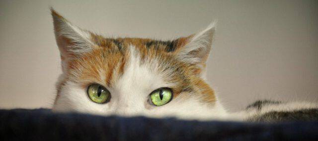 Il gatto scappa fuori casa in estate: perchè lo fa e come evitarlo