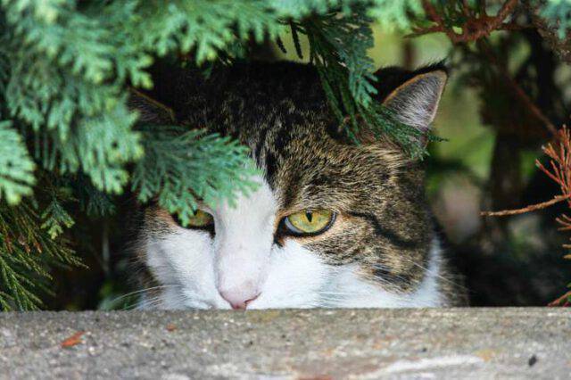 Il gatto scappa fuori casa in estate: perchè lo fa e come evitarlo