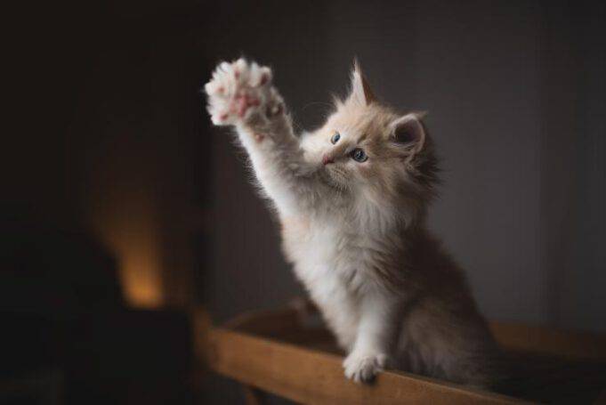 Il gatto scappa fuori casa in estate: perchè lo fa e come evitarlo
