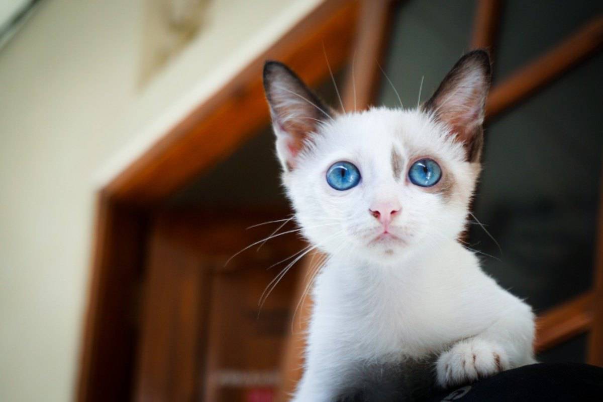 4 curiosità sul gatto: le cose insospettabili sul tuo felino