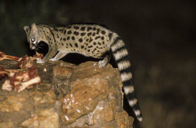 La genetta: caratteristiche, habitat e alimentazione
