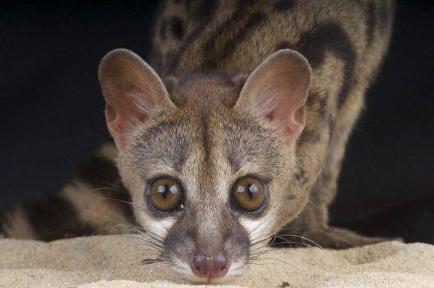 La genetta: caratteristiche, habitat e alimentazione