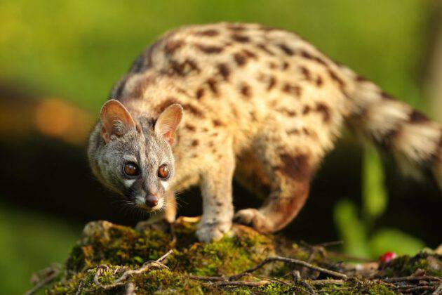 La genetta: caratteristiche, habitat e alimentazione