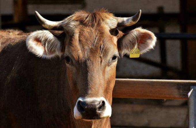 Dieta corretta per le mucche da latte. Cosa mangiano