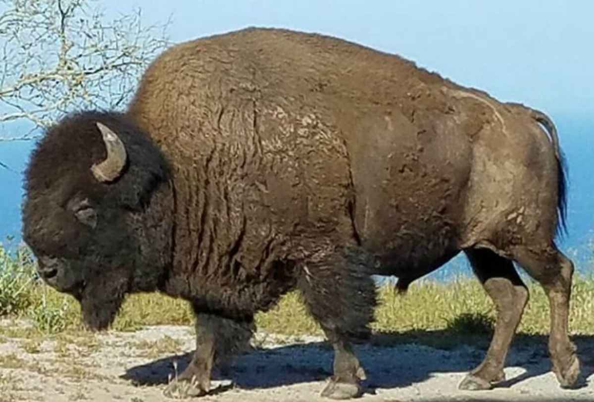 I bisonti hollywoodiani su un'isola della California: una nuova colonia