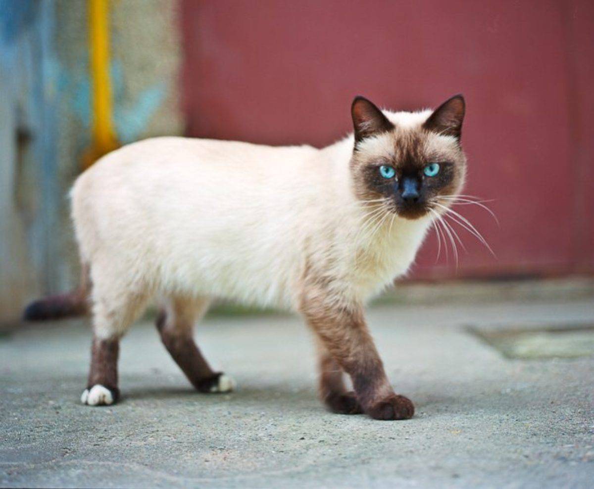 Gatto Thai: tutti i pro e contro di adottare un micio di questa razza