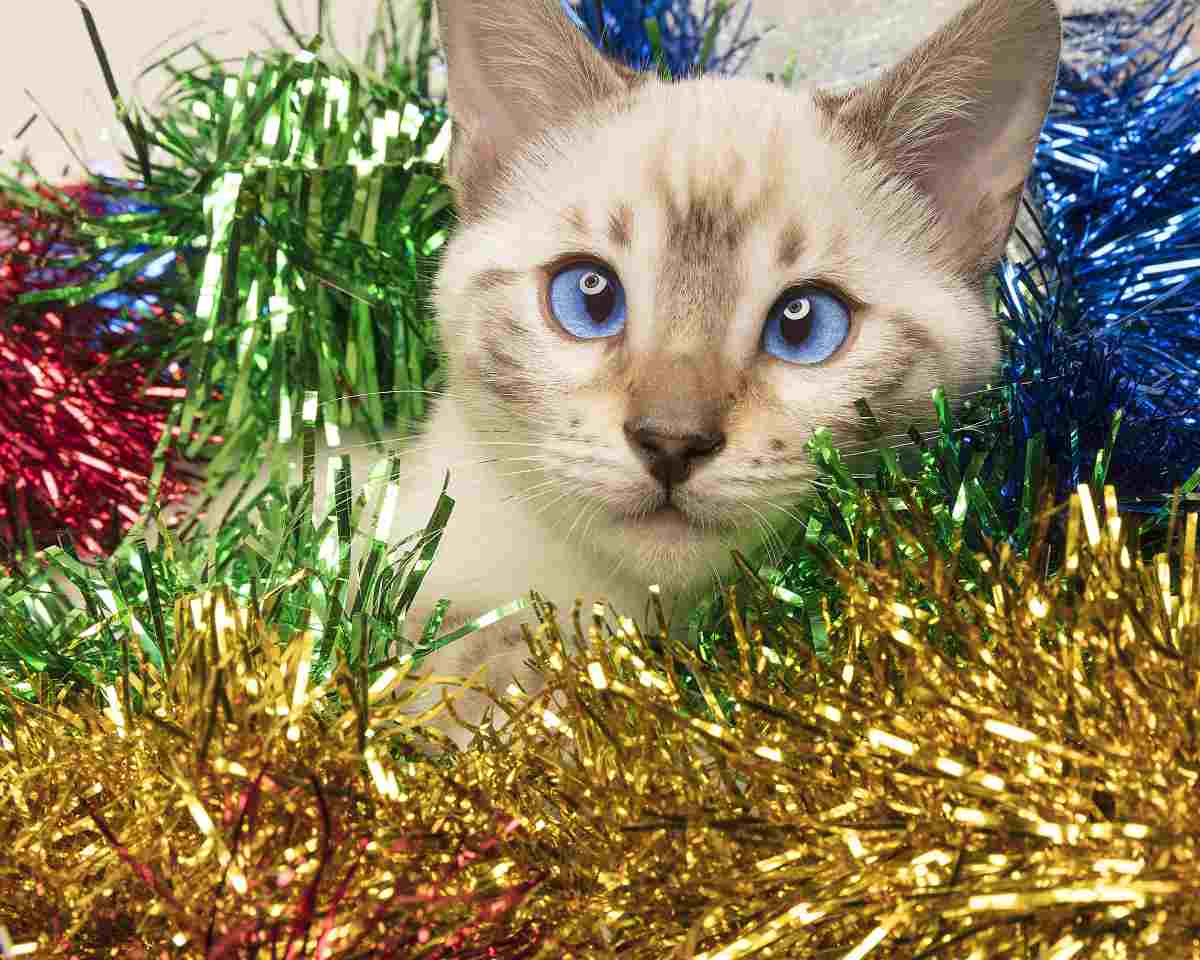 Il gatto è strabico: cause, informazioni e se preoccuparsi